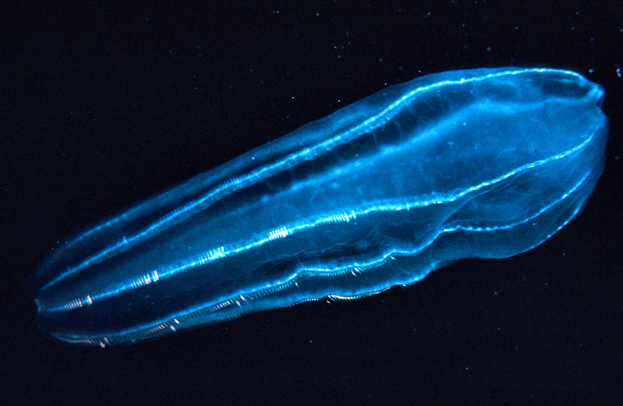 Svetloba